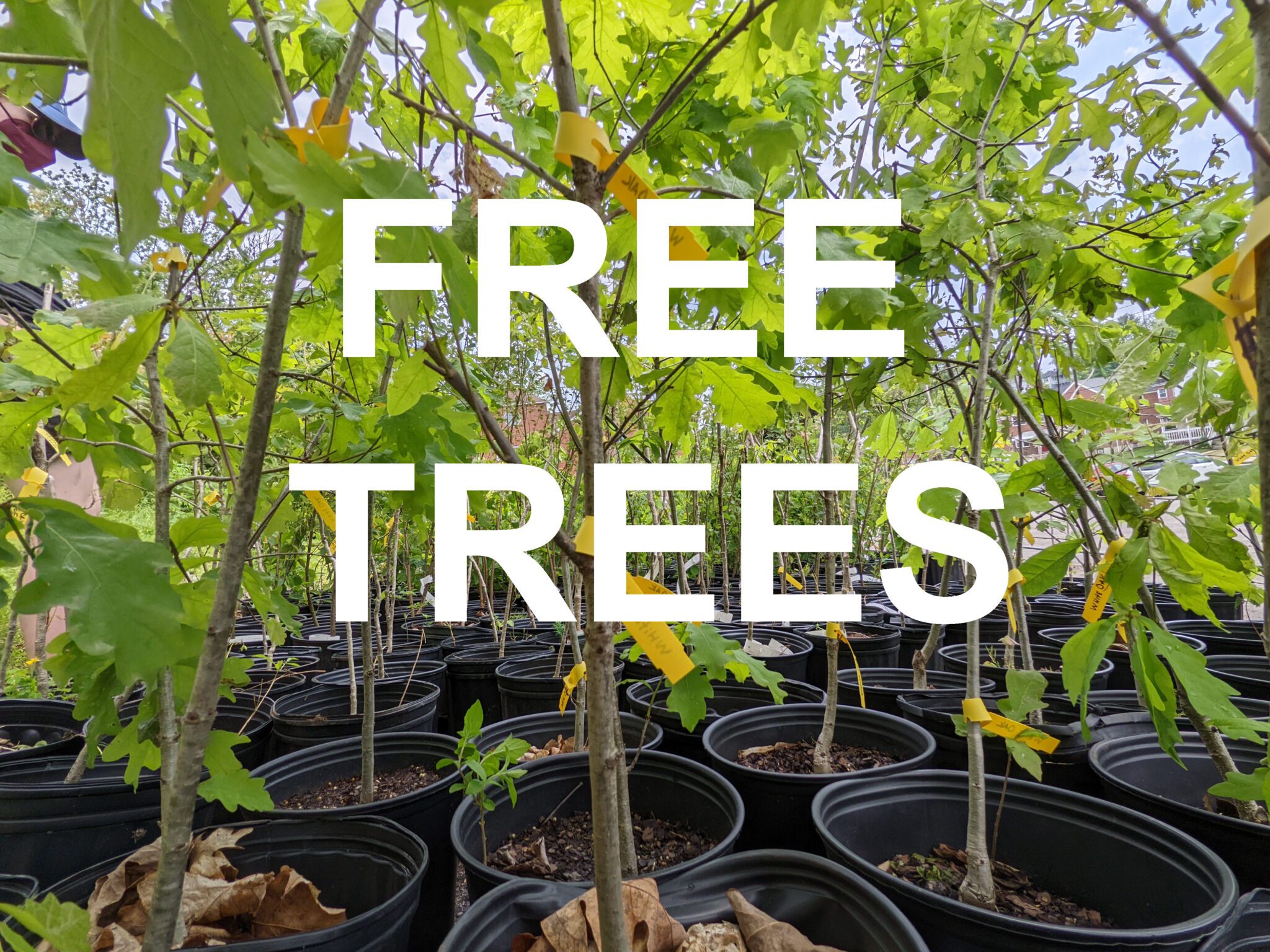 Morgan State University & Purdue University EPICS Free Tree Adoption at ...